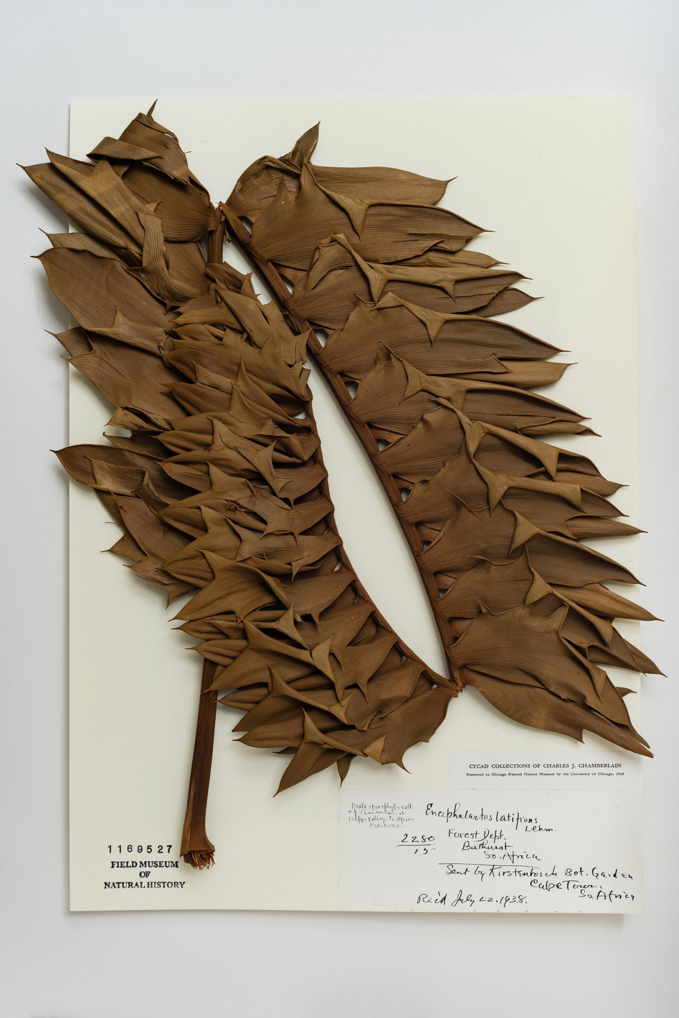 Albany cycad - Encephalartos latifrons - Extinction Photography Project