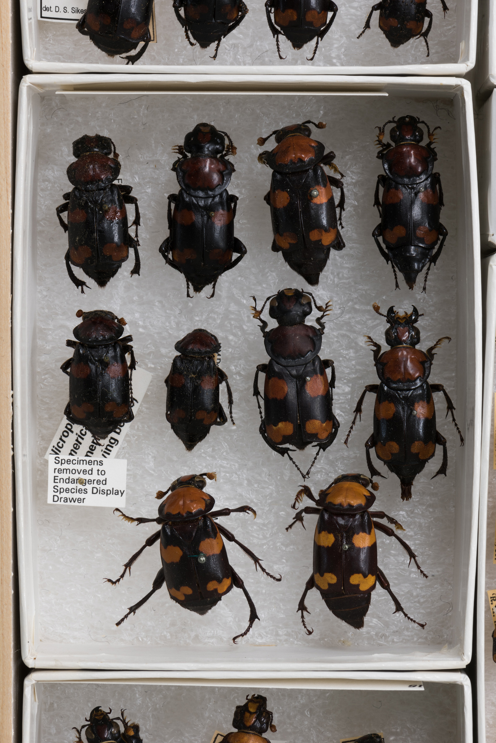 Amercian burying beetle - Nicrophorus americans - Extinction Photography