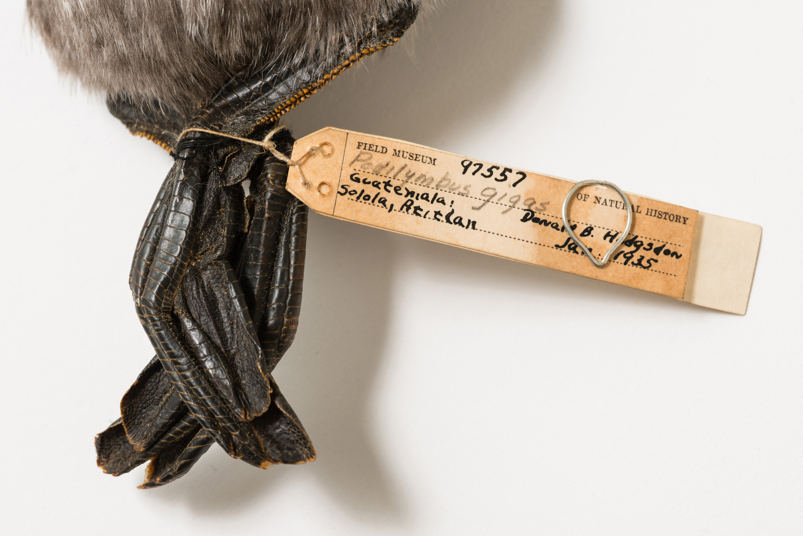 AtitlÃ¡n Grebe - Podilymbus gigas - Extinction photography project