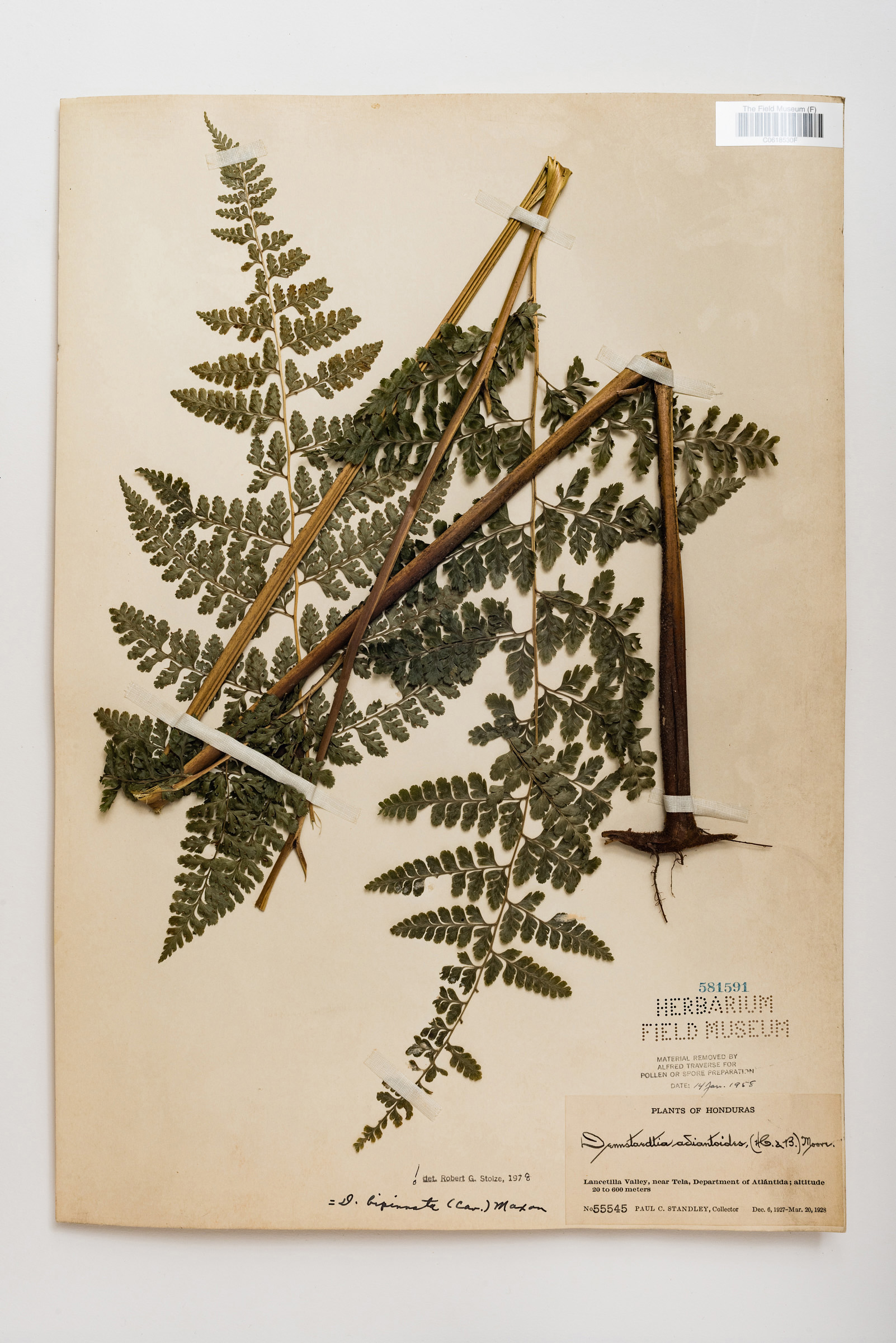Bipinnate Cuplet Fern - Dennstaedtia bipinnata - Extinction photography