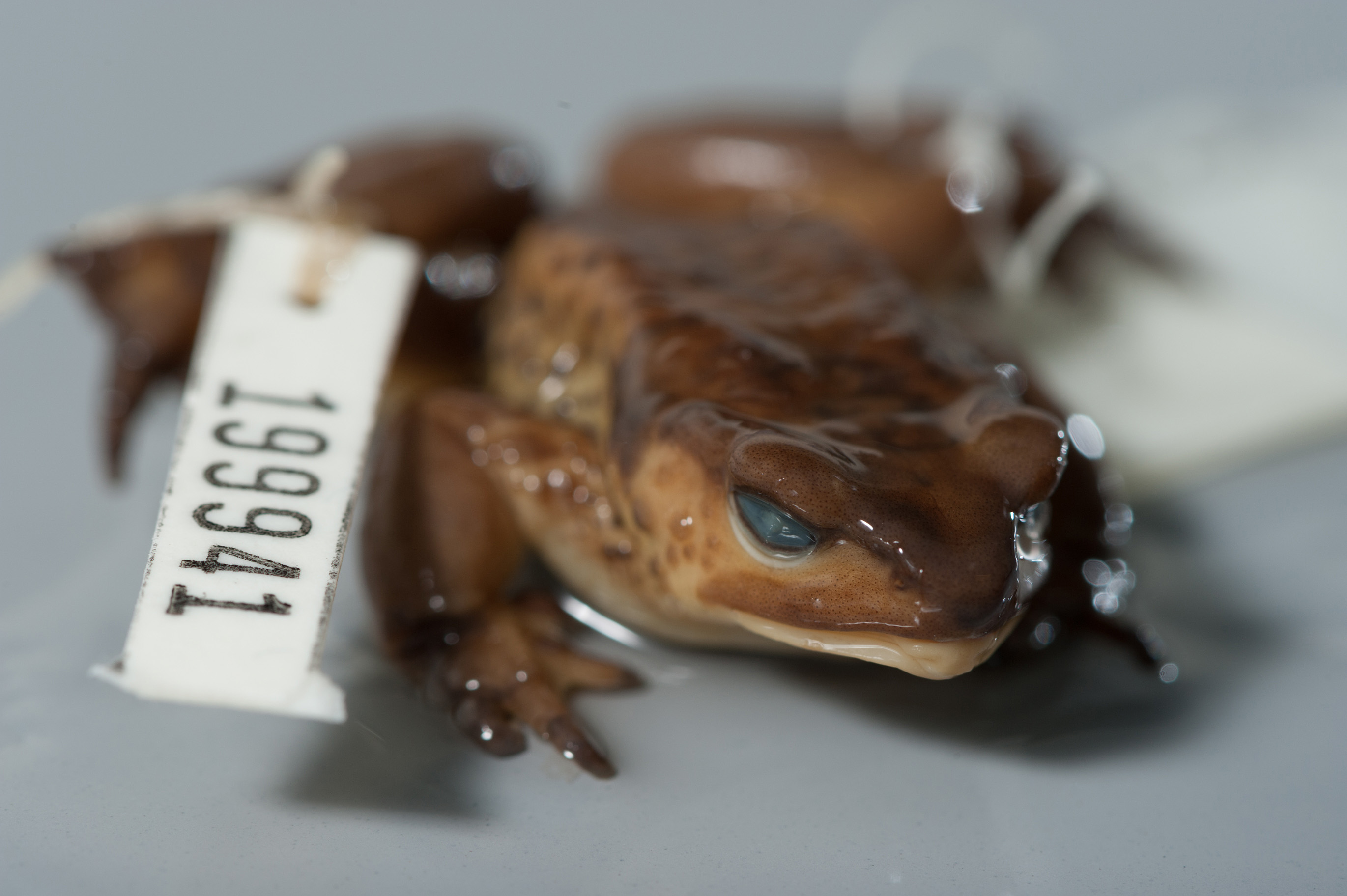 Quito Stubfoot Toad - Extinction