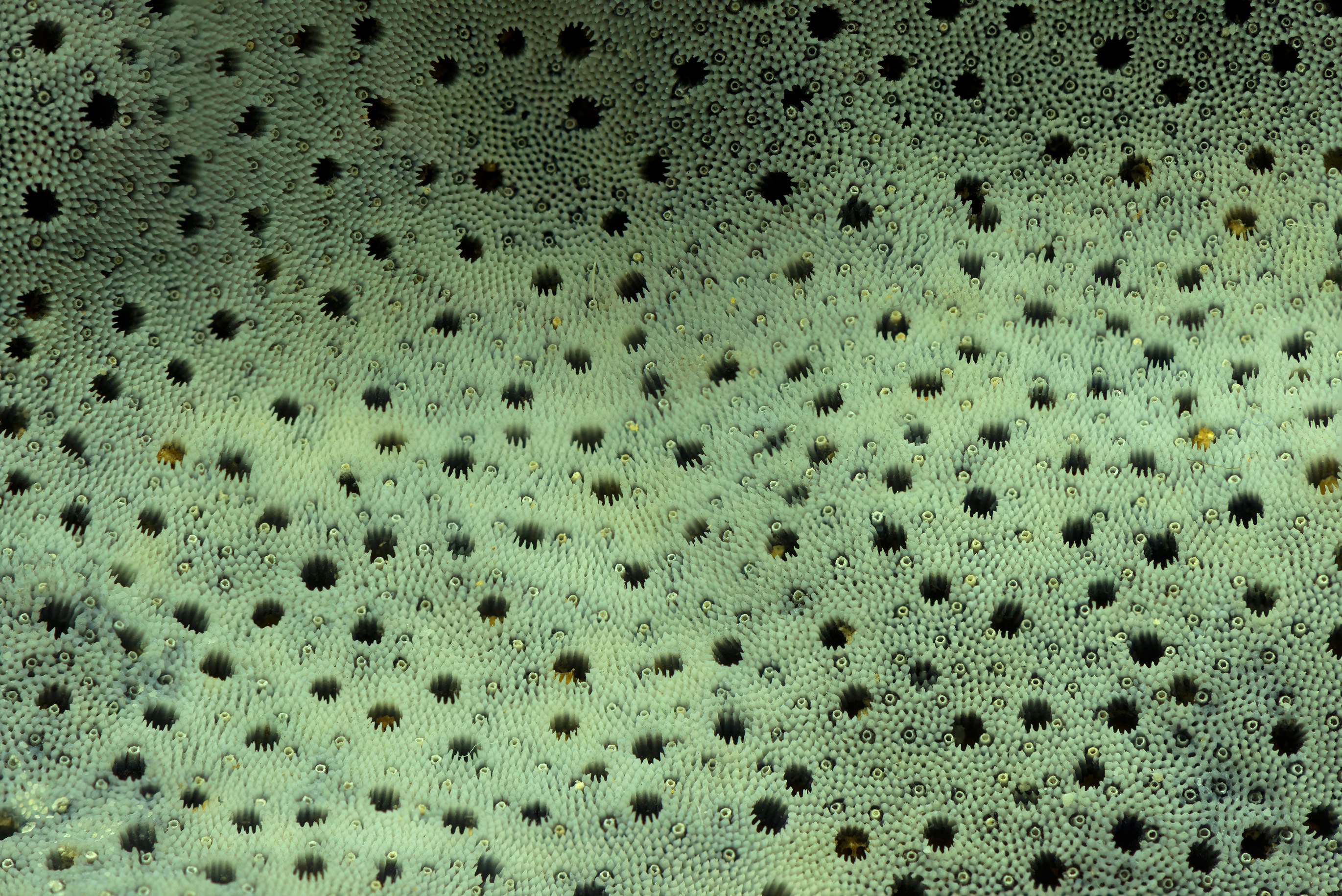 Blue Coral - Extinction