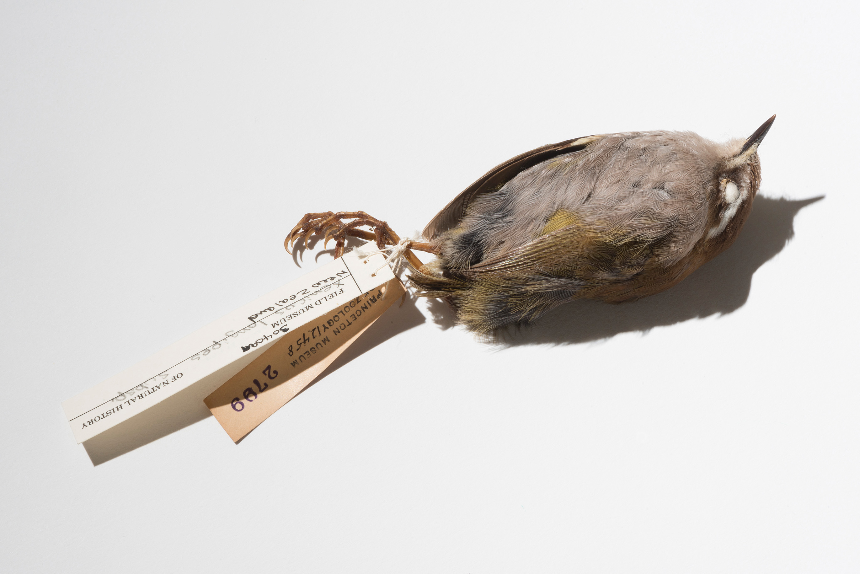Bush Wren - Xenicus longipes - Extinction photography project