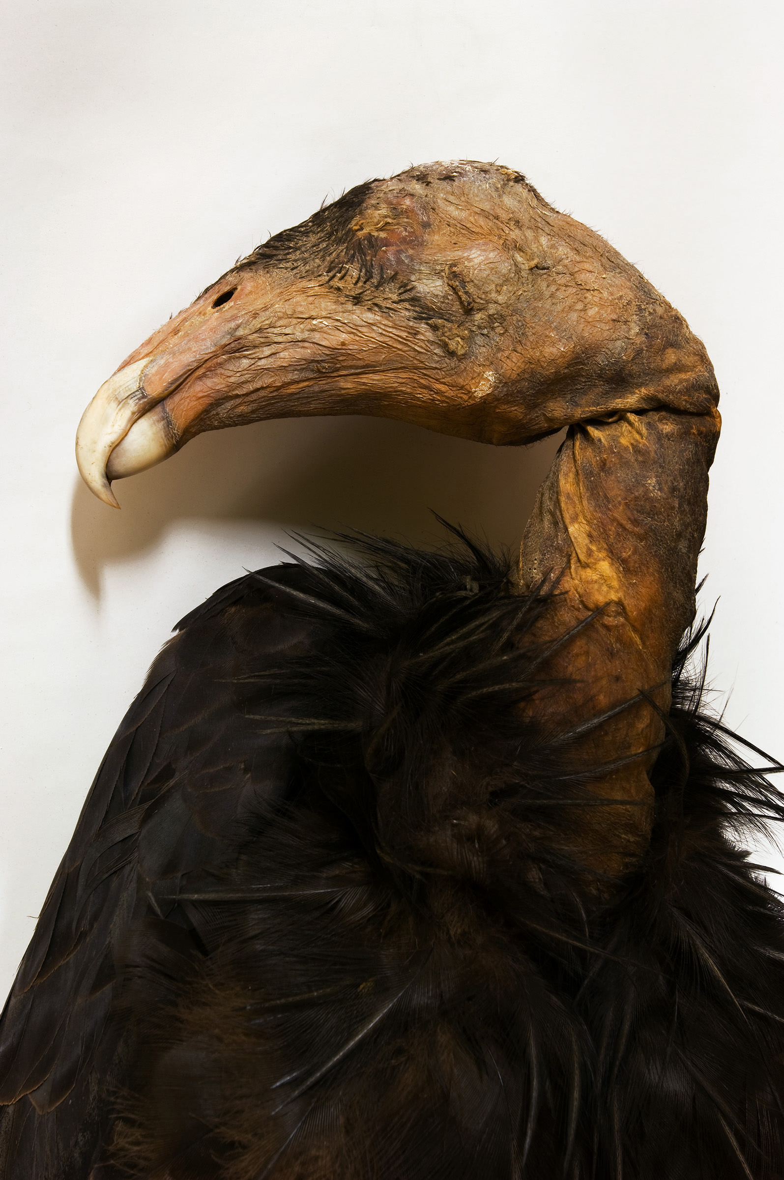 California Condor - Gymnogyps californianus - Extinction photography