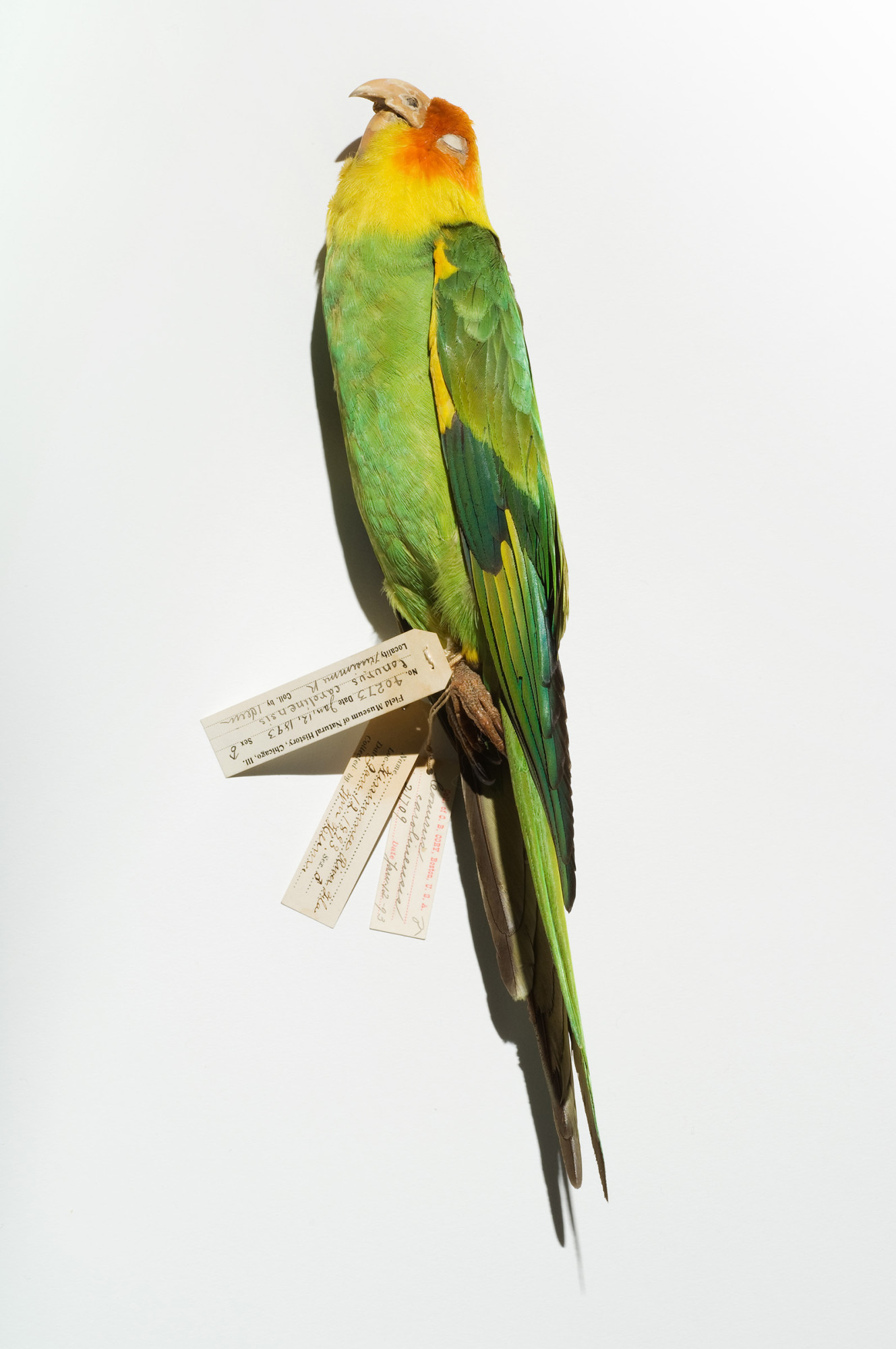 Carolina Parakeet - Conuropsis carolinensis - Extinction photography