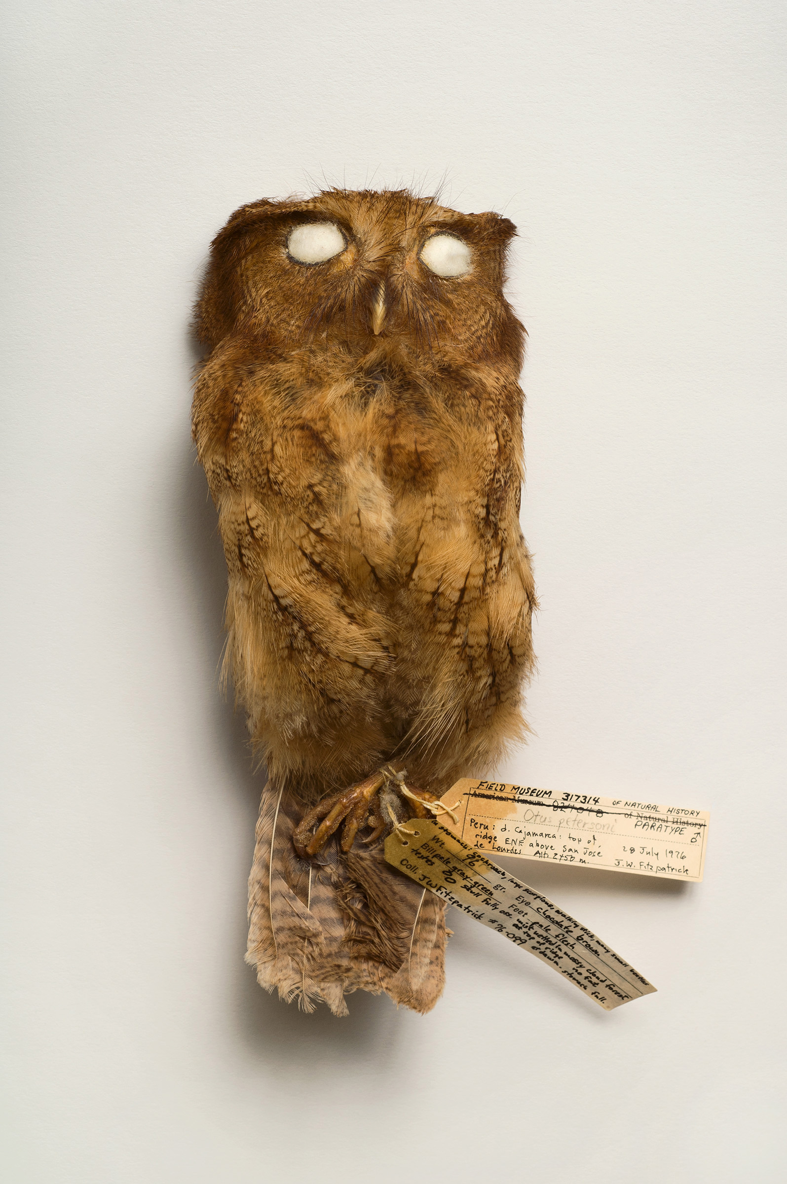 Cinnamon Screech-Owl - Extinction