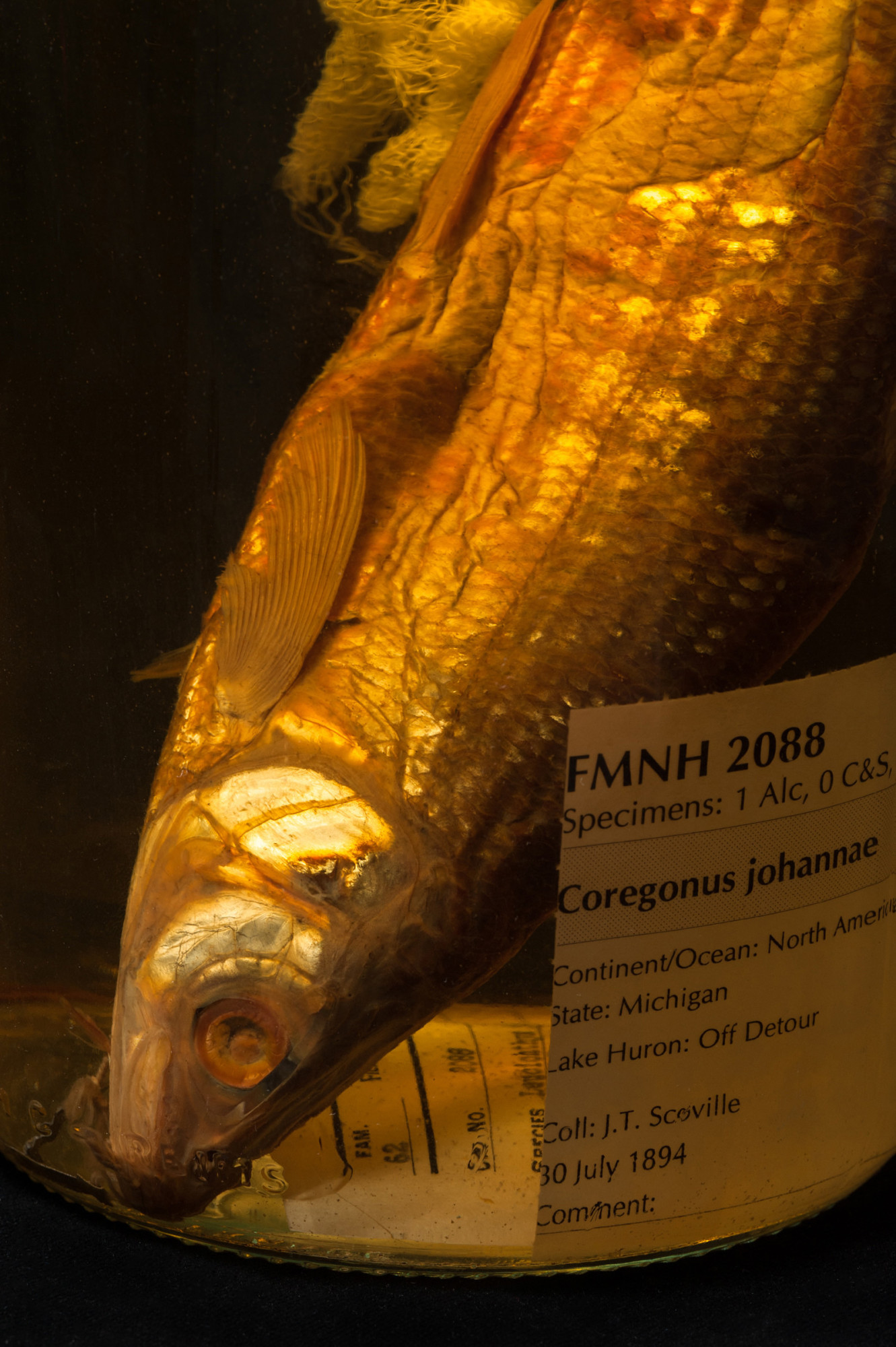 Deepwater Cisco - Extinction