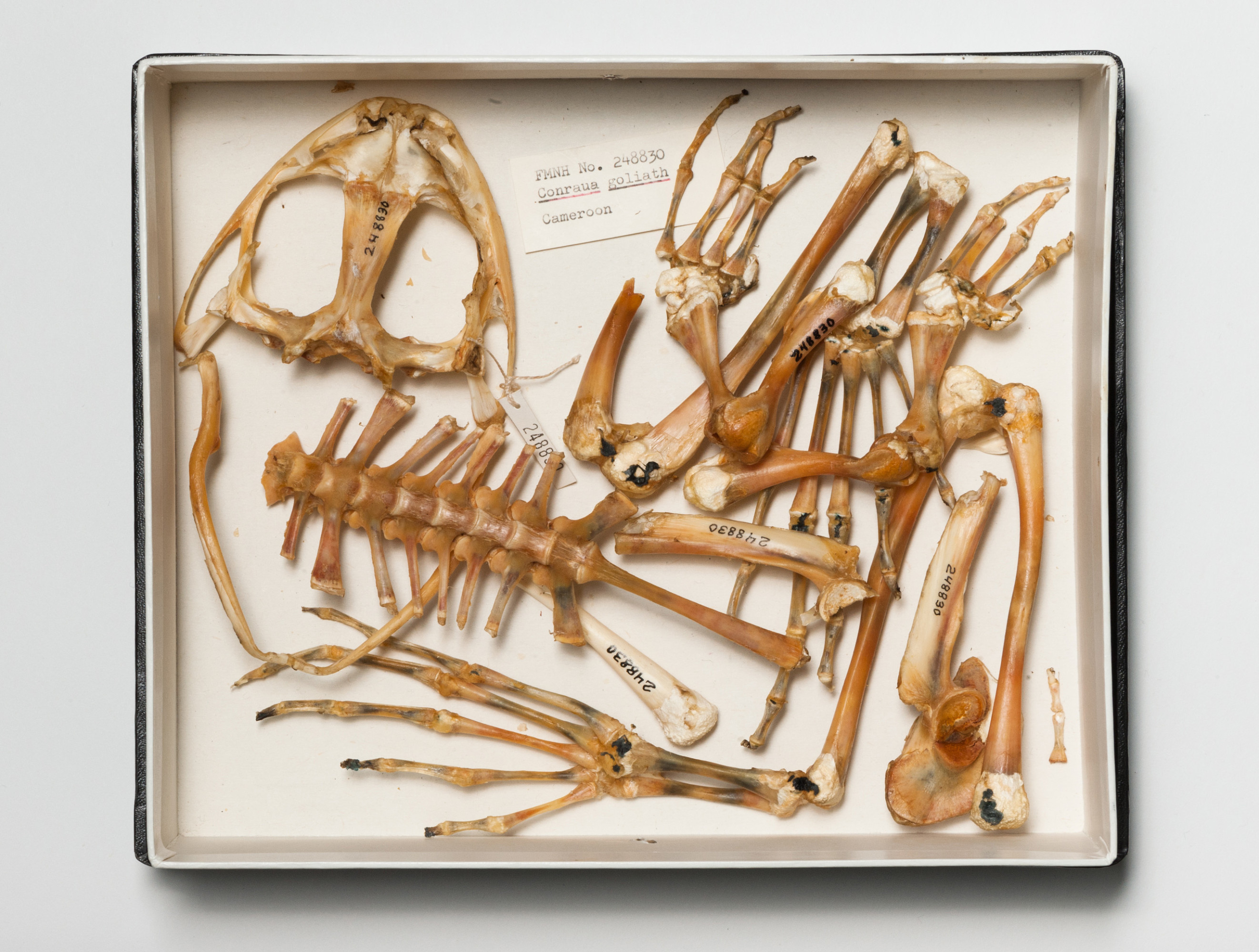 Goliath Frog - Extinction