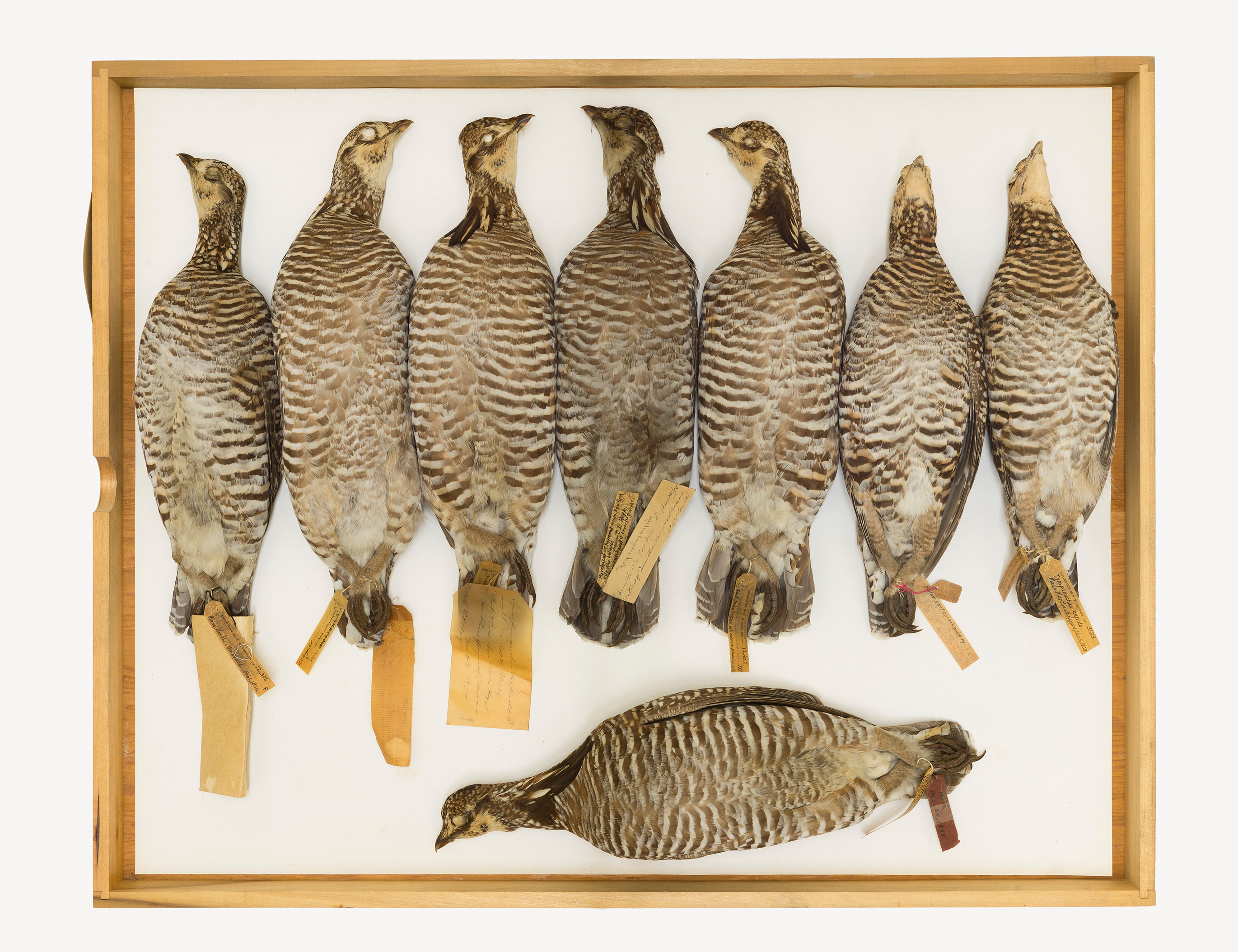 Greater Prairie Chicken Extinction