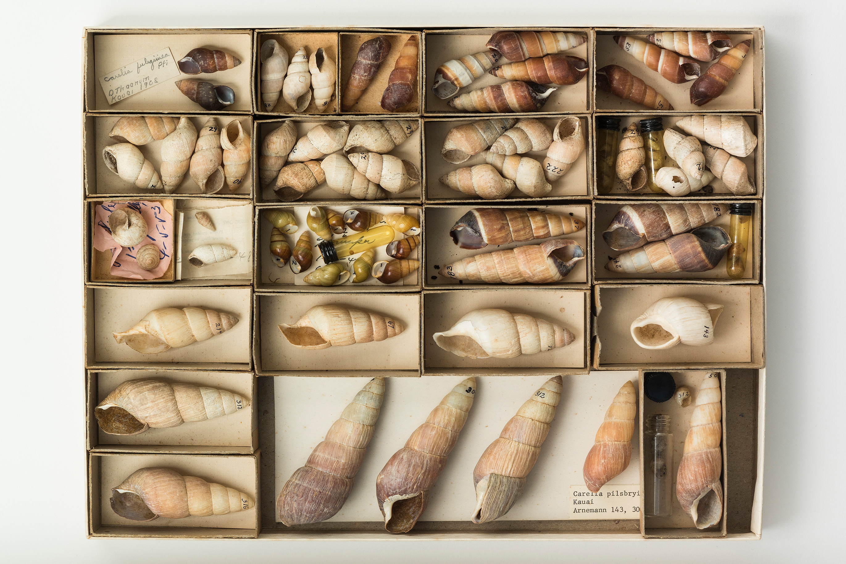 Hawaiian Tree Snails, various species (Achatinella genus) and Carelia ...