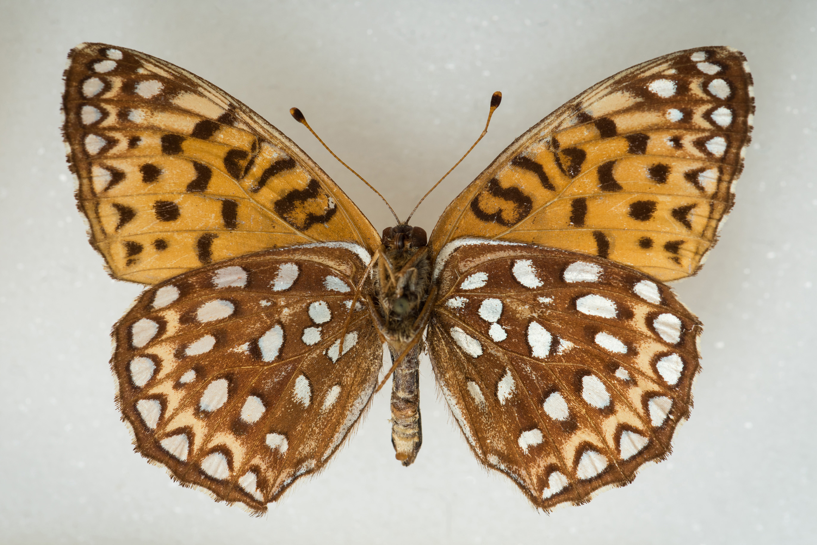 Large Copper - Extinction