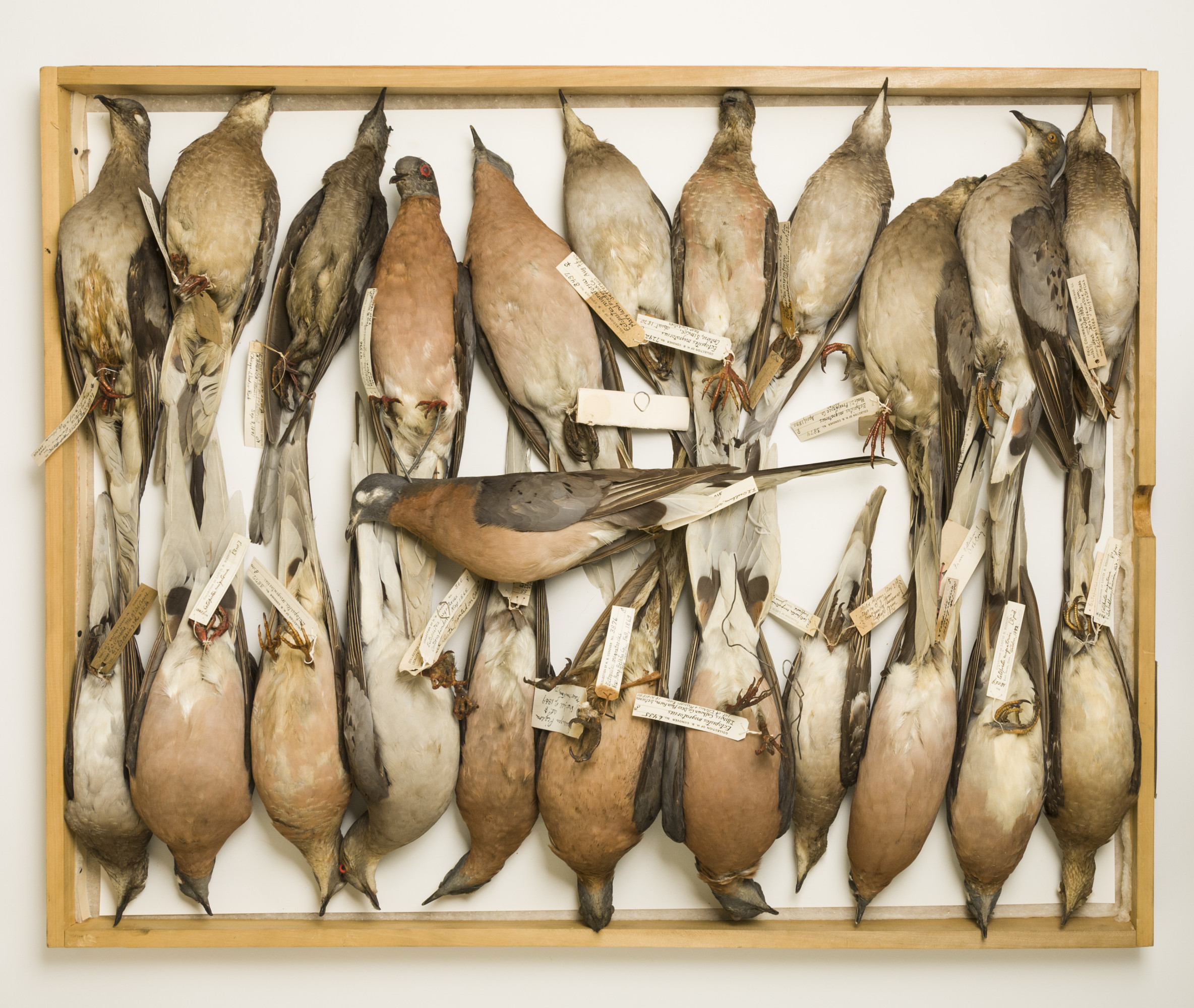 Passenger Pigeon - Extinction