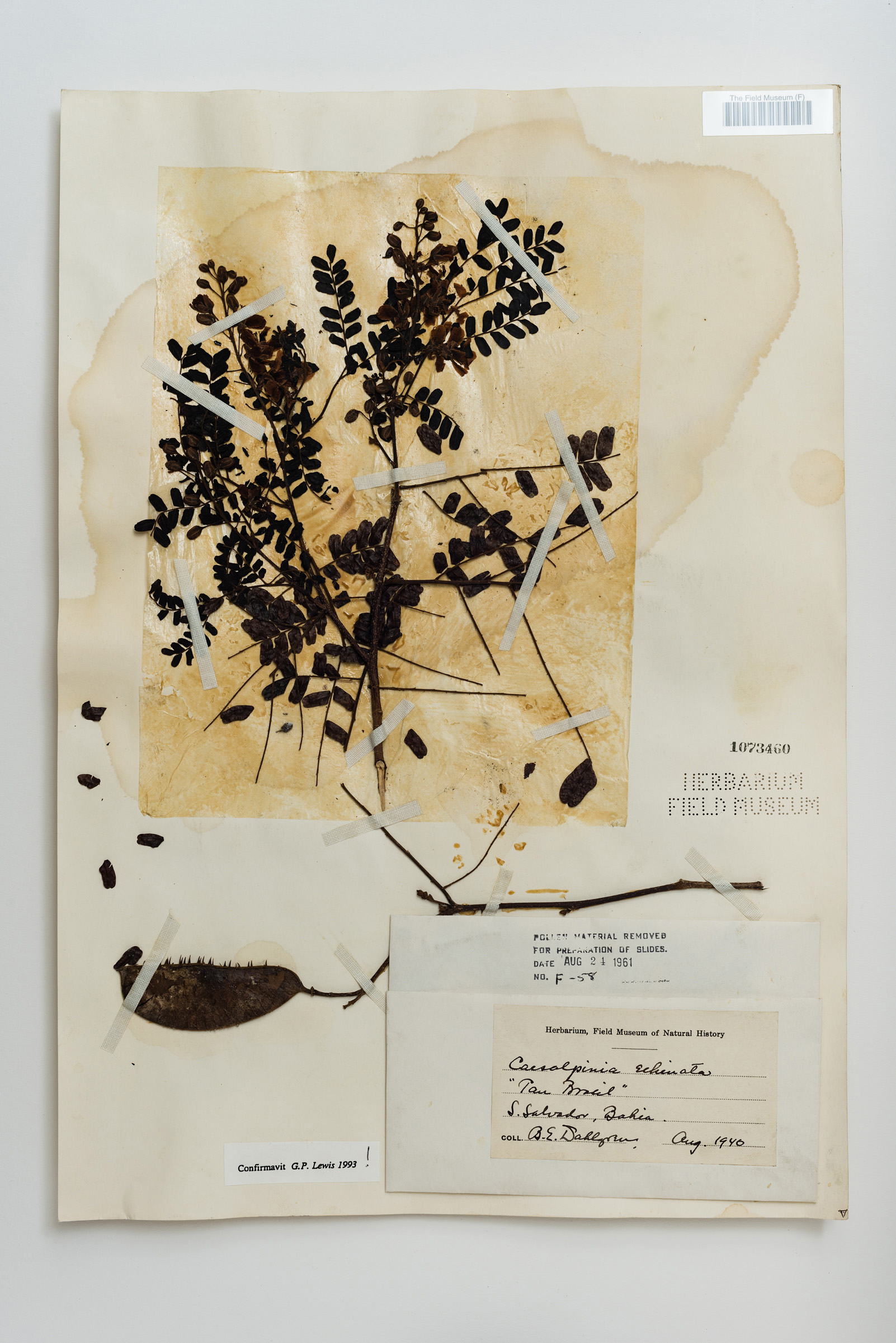 Pau Brasil - Extinction