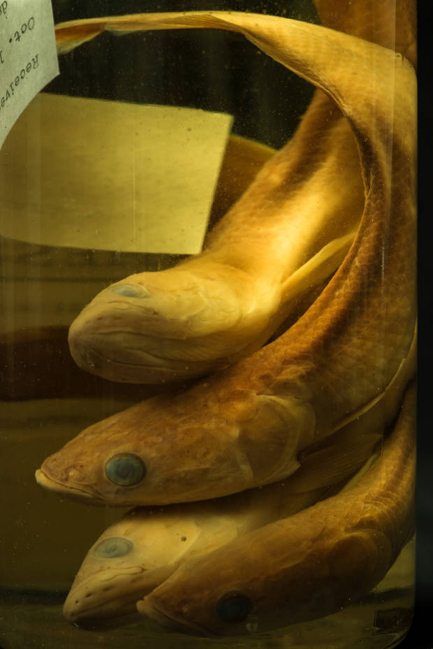 Explore - Extinction