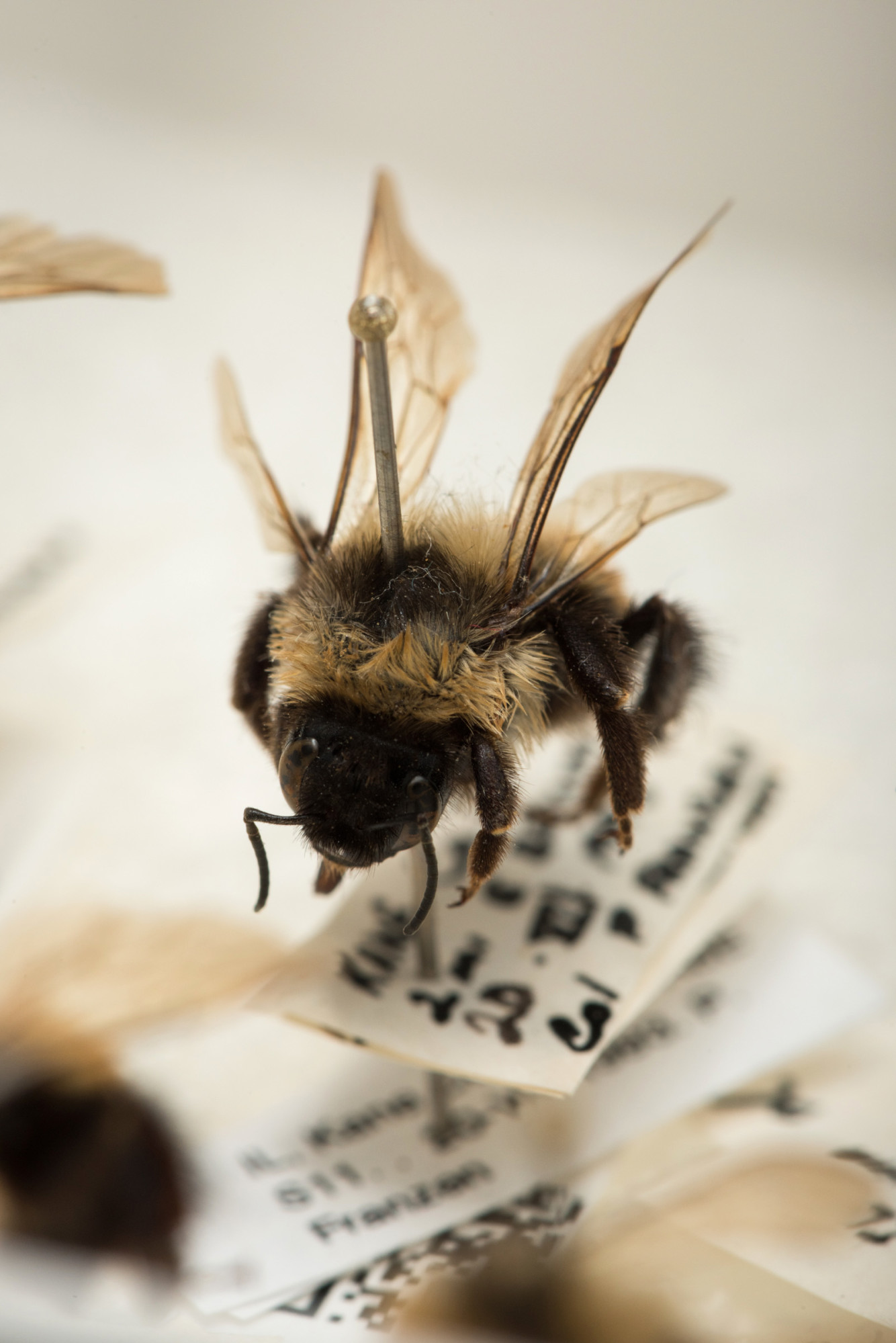 Rusty Patched Bumble Bee - Extinction