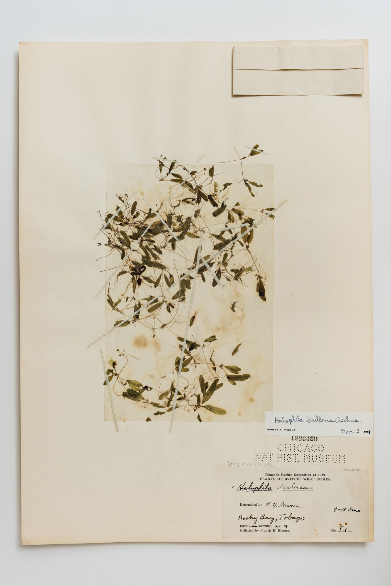 Sea Clover - Extinction