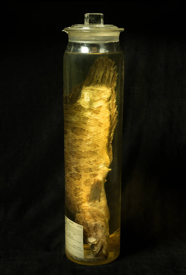 Explore - Extinction