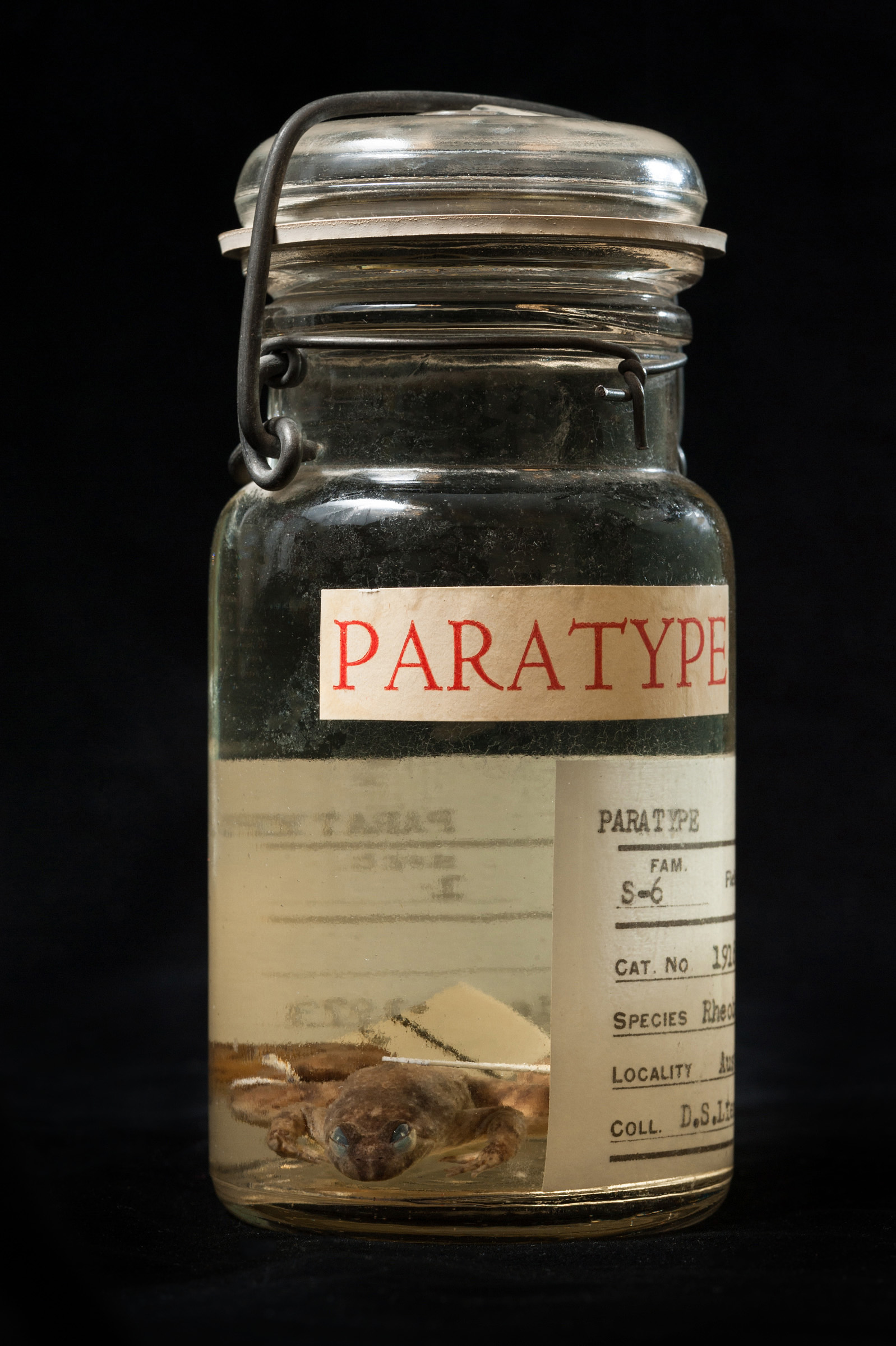 Southern Gastric-brooding Frog - Extinction