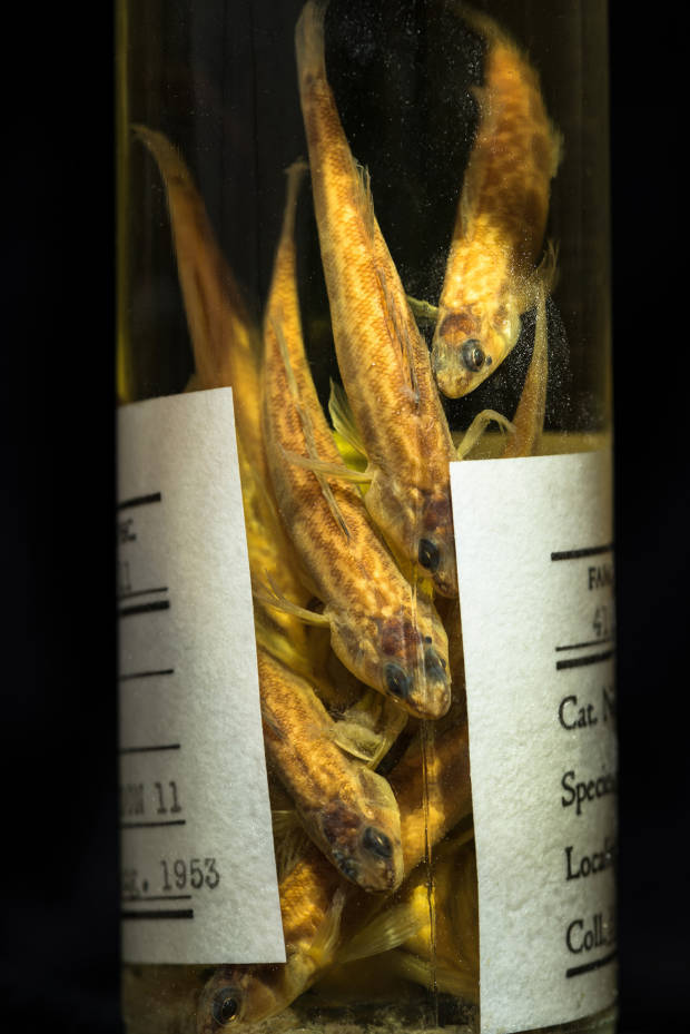 Explore - Extinction