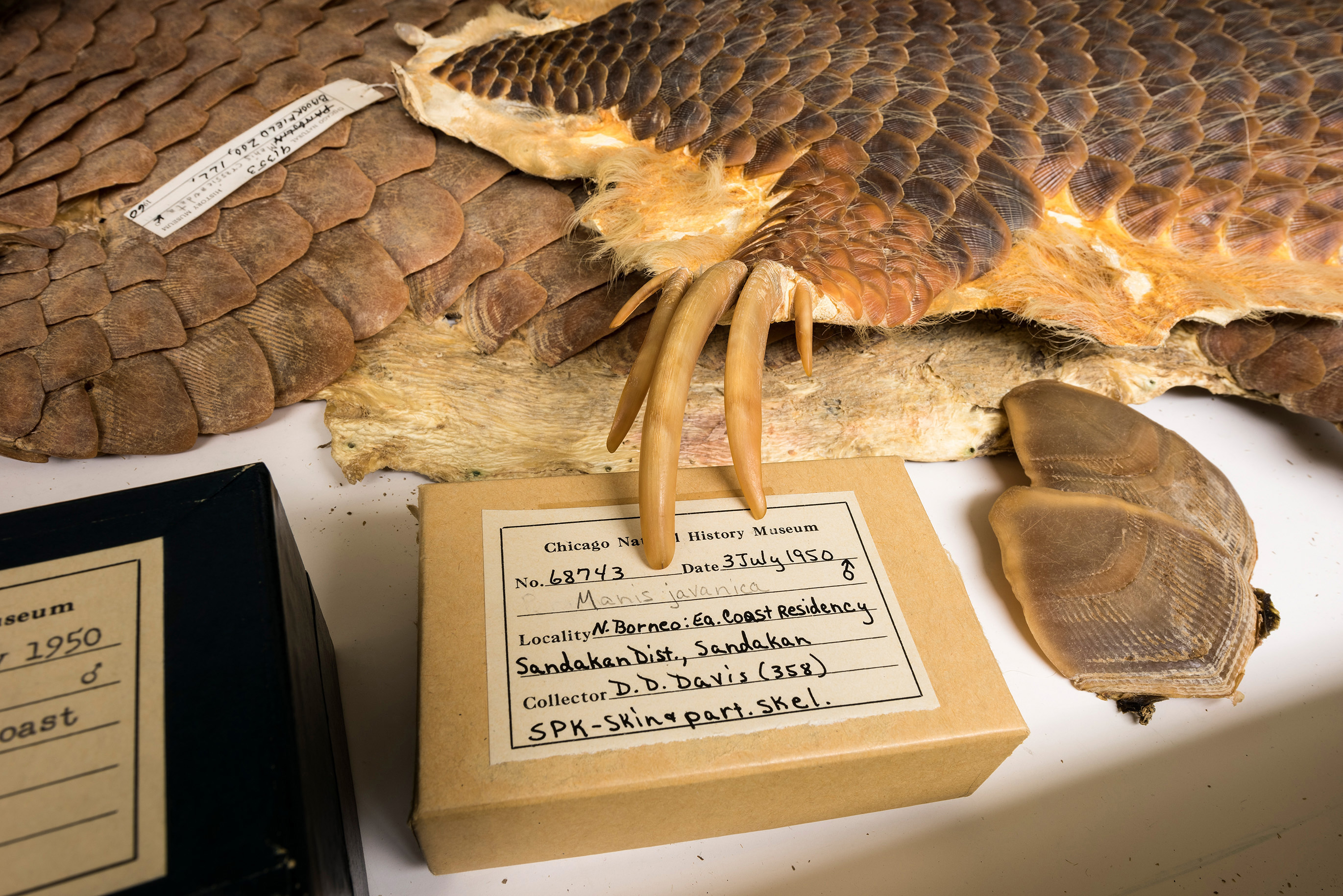 Sunda Pangolin - Extinction