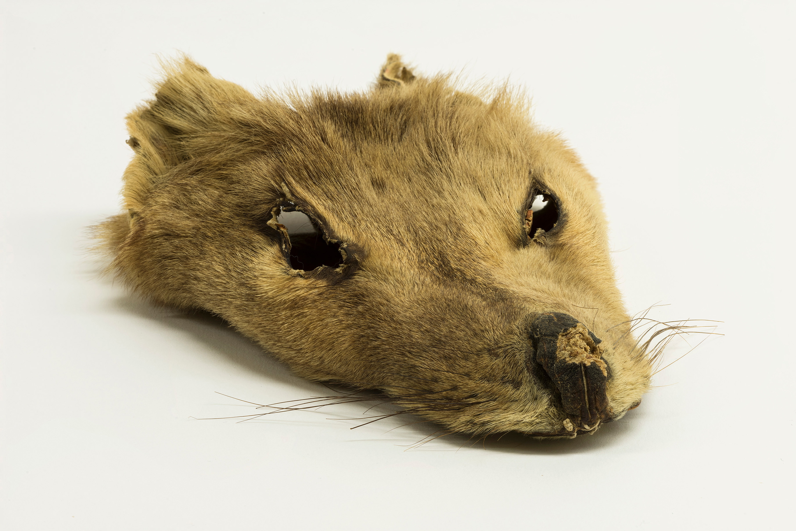 Thylacine - Extinction