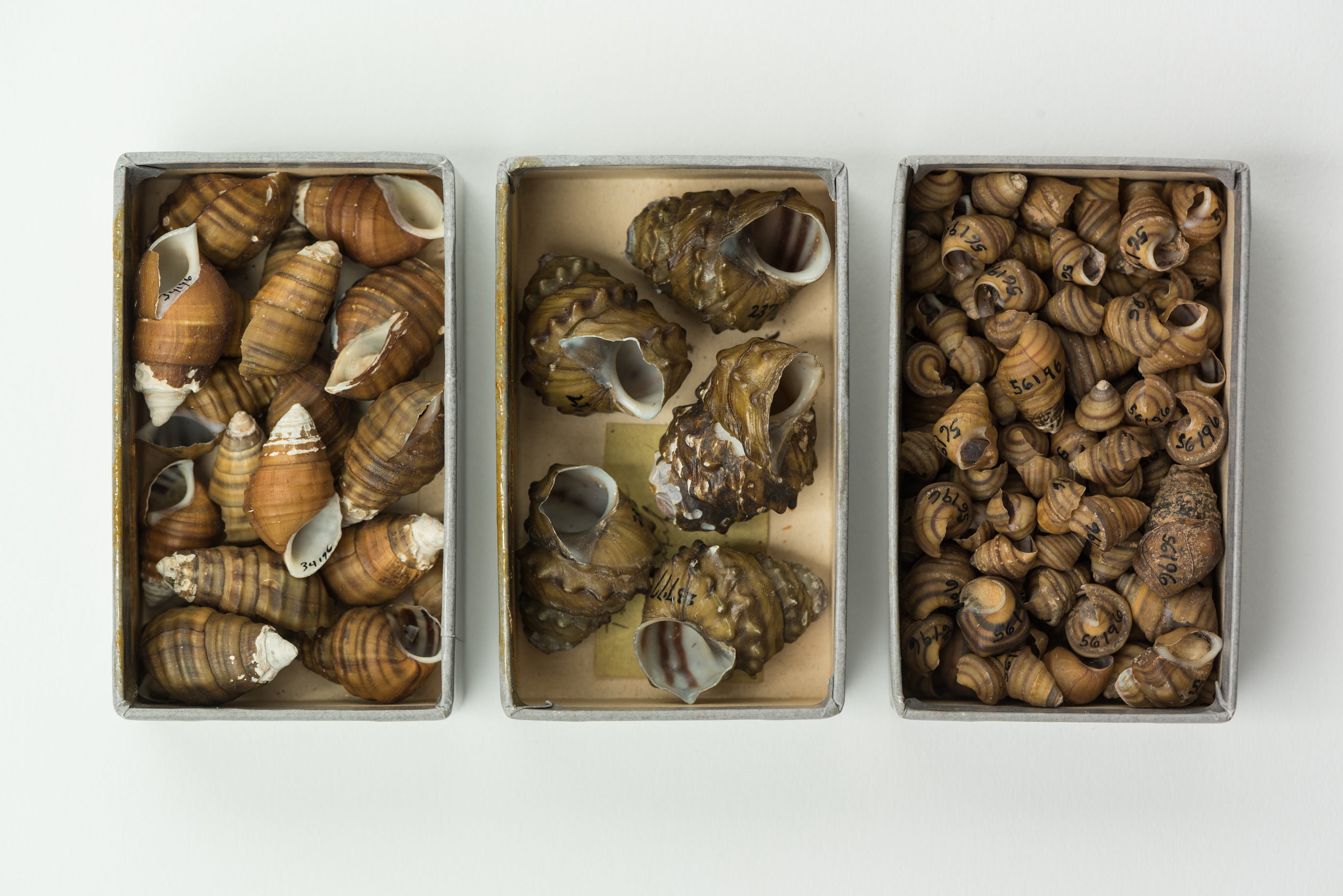 Tulotoma magnifica, Elimia laete (formerly Goniobasis laete), Gyrotoma ...