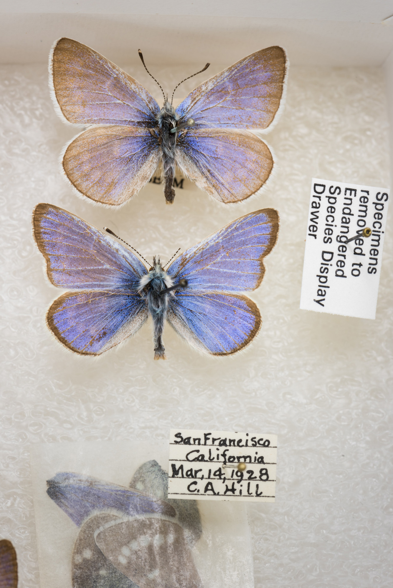 Xerces Blue - Extinction