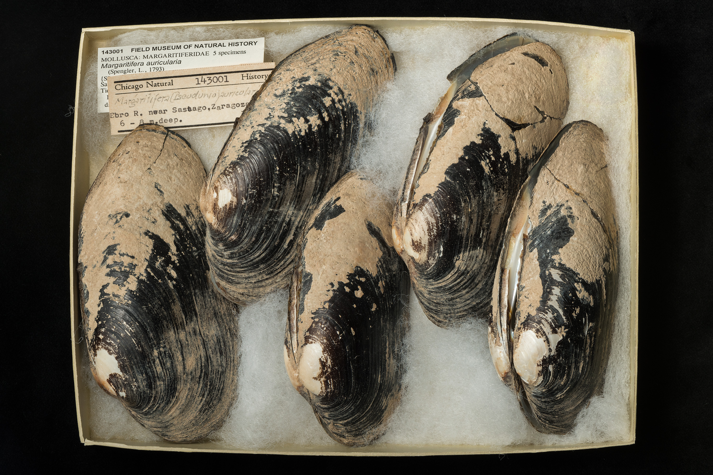 Spengler's Freshwater Mussel - Extinction